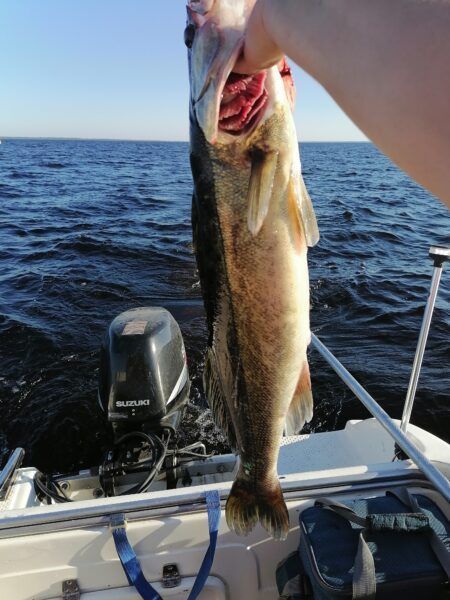 Летняя рыбалка FisheryAPP